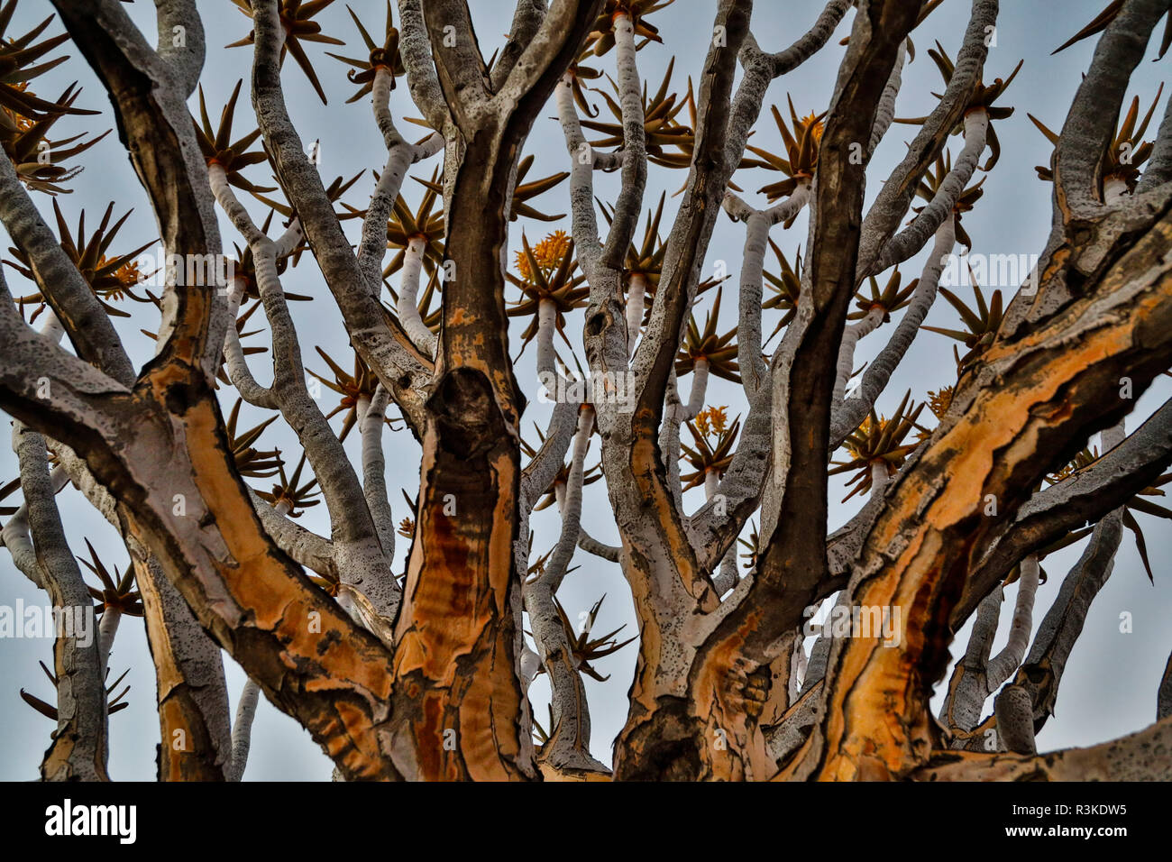 Africa, Namibia, Keetmanshoop. Quiver tree Forest at the Quiver tree ...