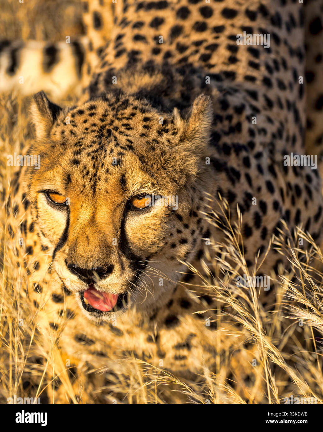 Africa, Namibia, Cheetah Stock Photo - Alamy