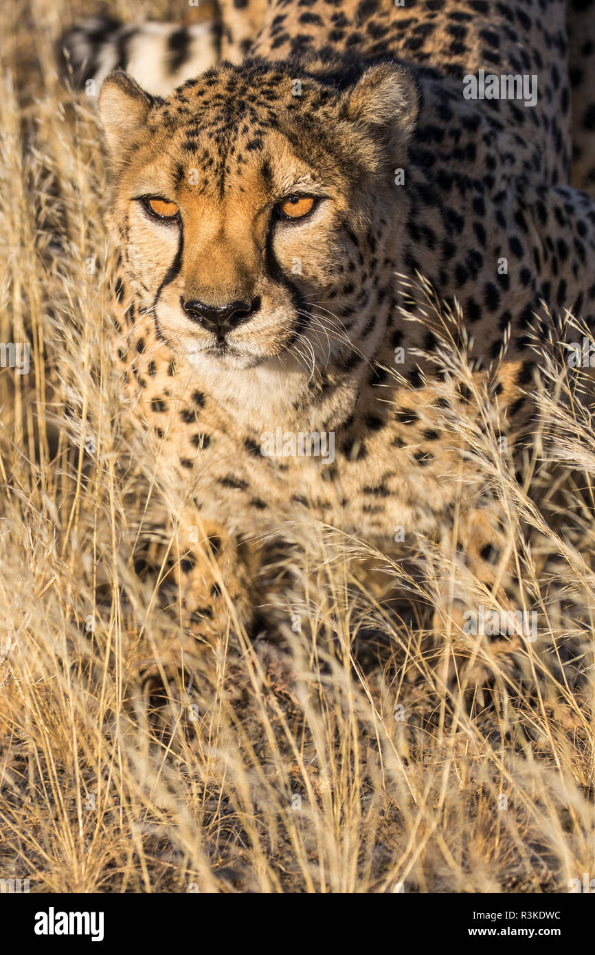 Africa, Namibia, Cheetah Stock Photo - Alamy