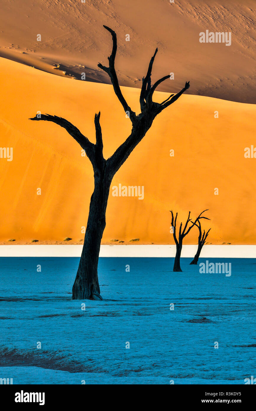 Dead acacia tree trunk hi-res stock photography and images - Alamy