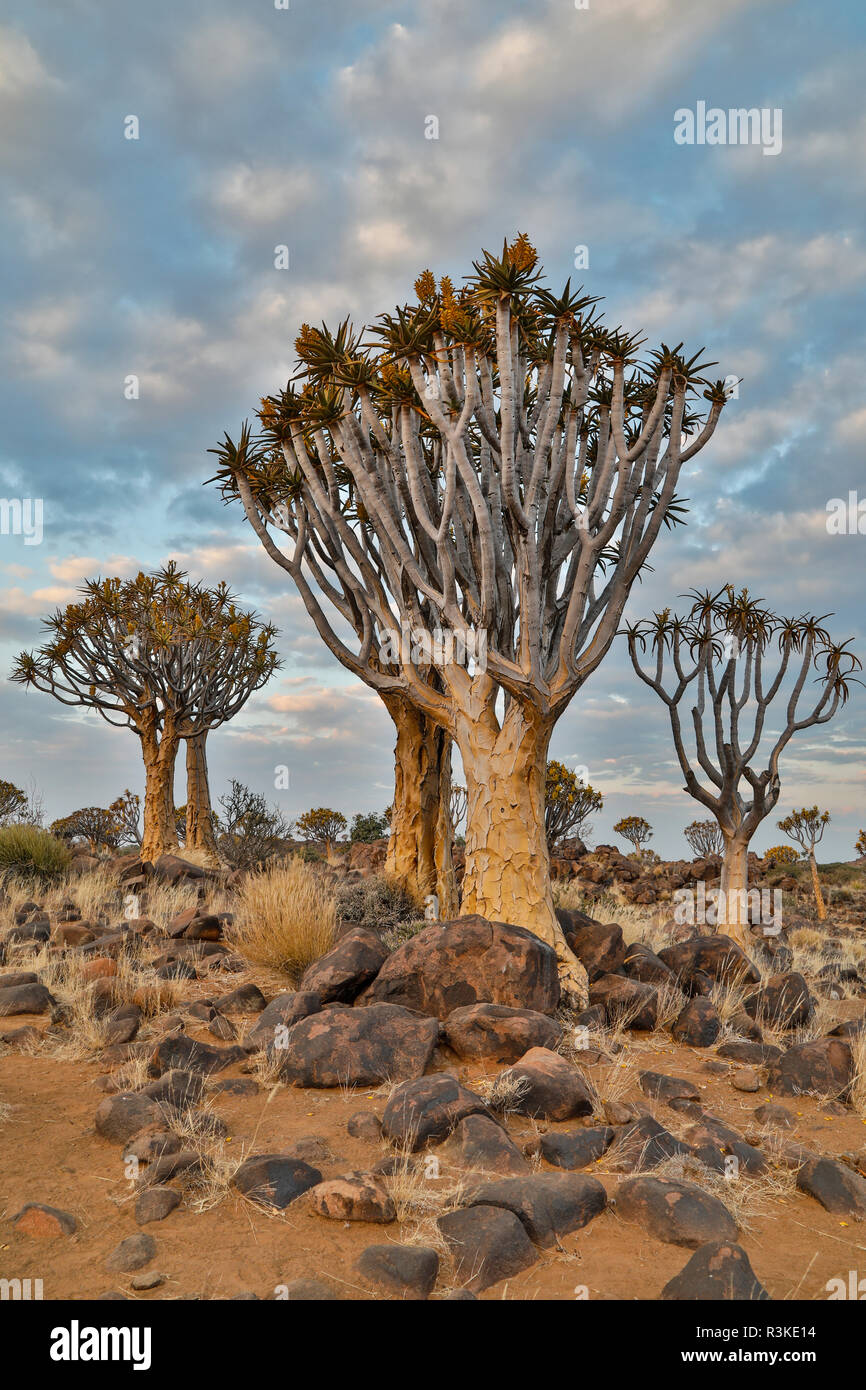 Africa, Namibia, Keetmanshoop, Quiver tree Forest at the Quiver tree ...