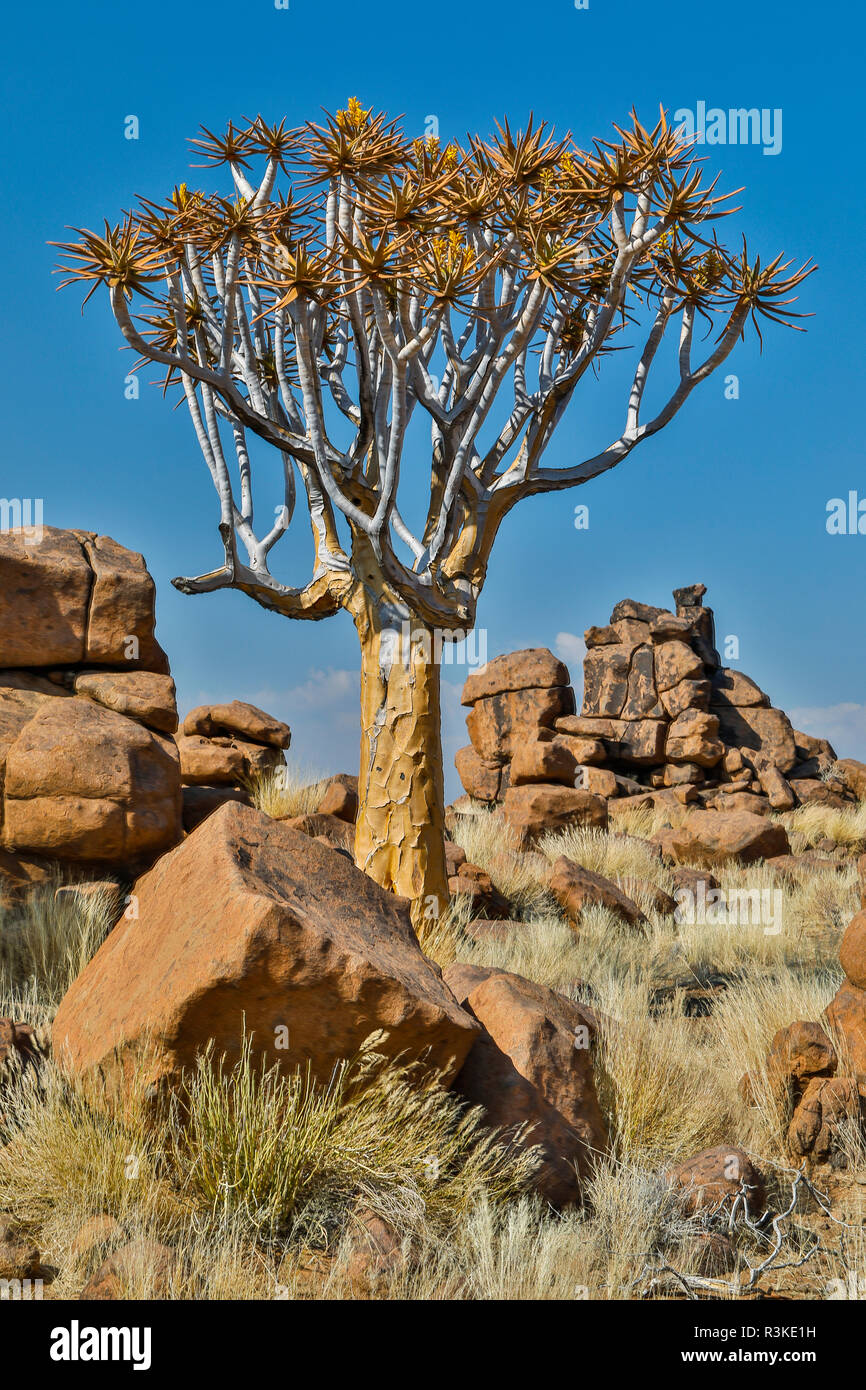 Quiver tree forest kokerboom woud hi-res stock photography and images ...