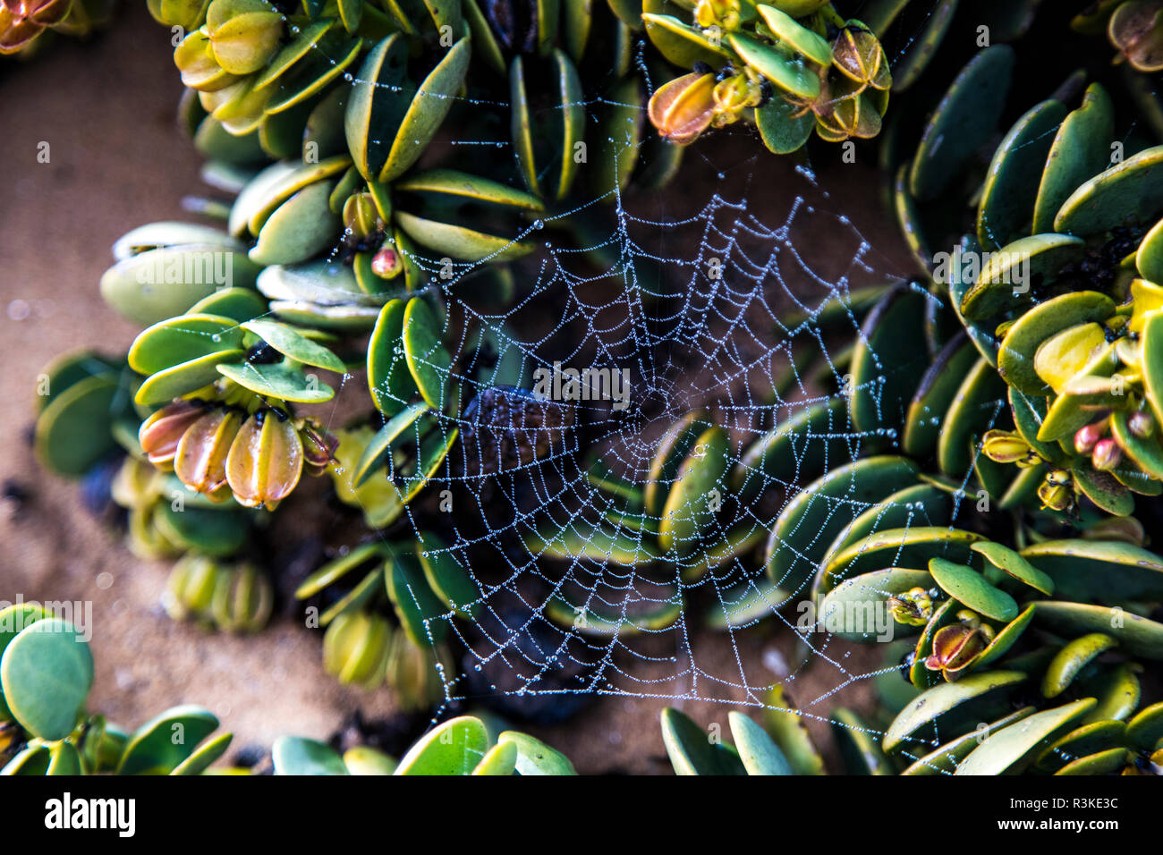 Spider web in desert hi-res stock photography and images - Alamy