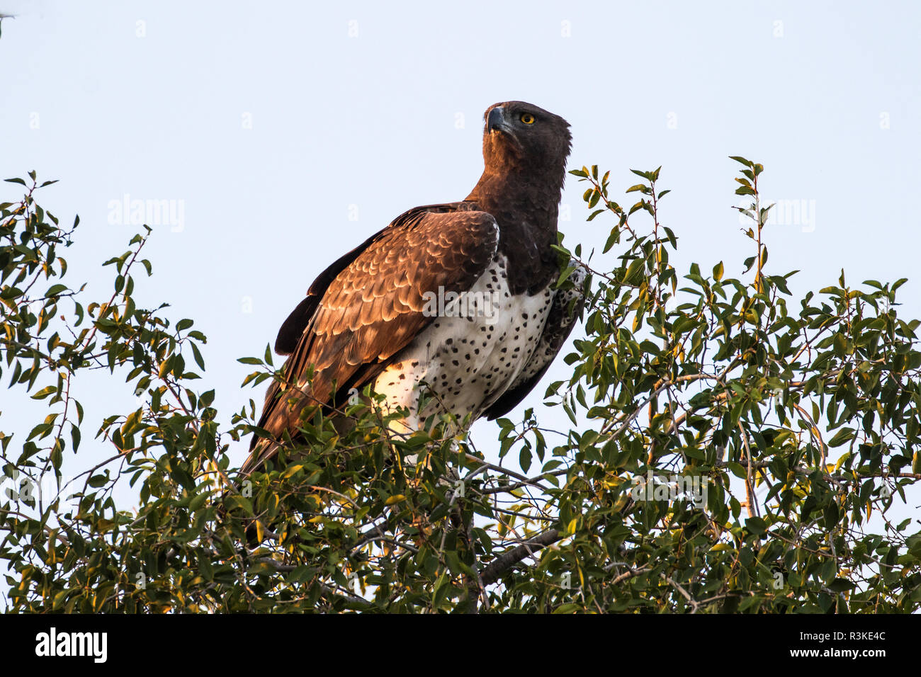 Namibia martial eagle in hi-res stock photography and images - Alamy