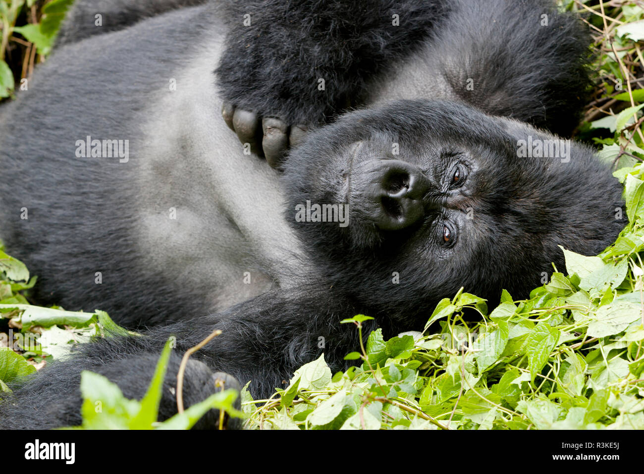 Africa, Rwanda, Volcanoes National Park. Portrait of a silverback ...