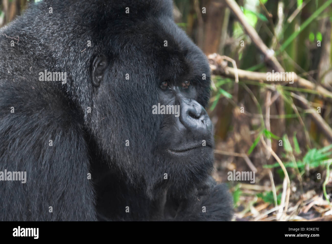 Africa, Rwanda, Volcanoes National Park. Portrait of a silverback ...