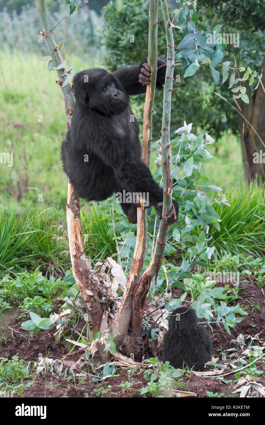 Africa, Rwanda, Volcanoes National Park. Female mountain gorilla with ...