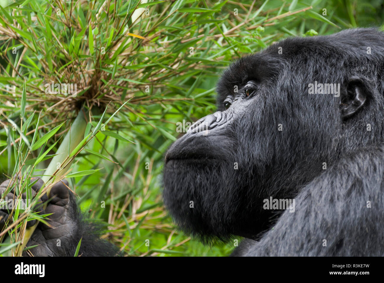Africa, Rwanda, Volcanoes National Park. Silverback mountain gorilla ...