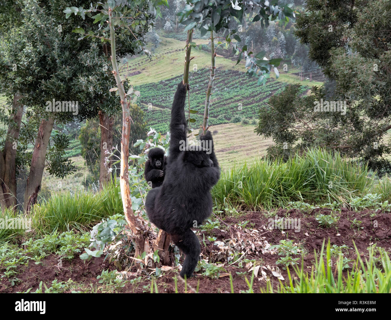 Gorilla climbing tree hi-res stock photography and images - Alamy