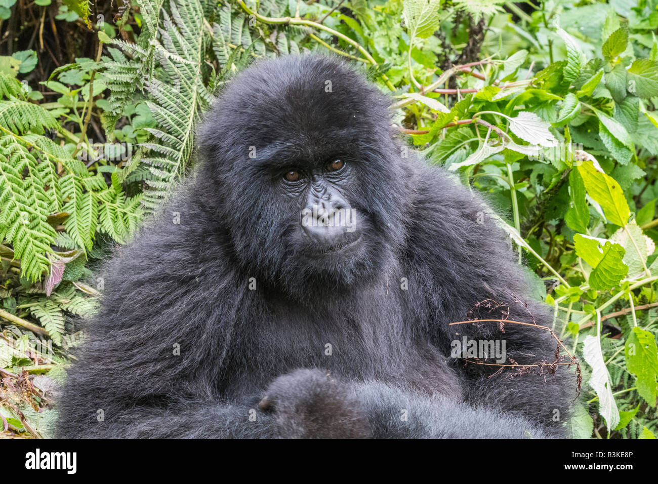Africa, Rwanda, Musanze District, Volcanoes National Park, Ruhengeri ...