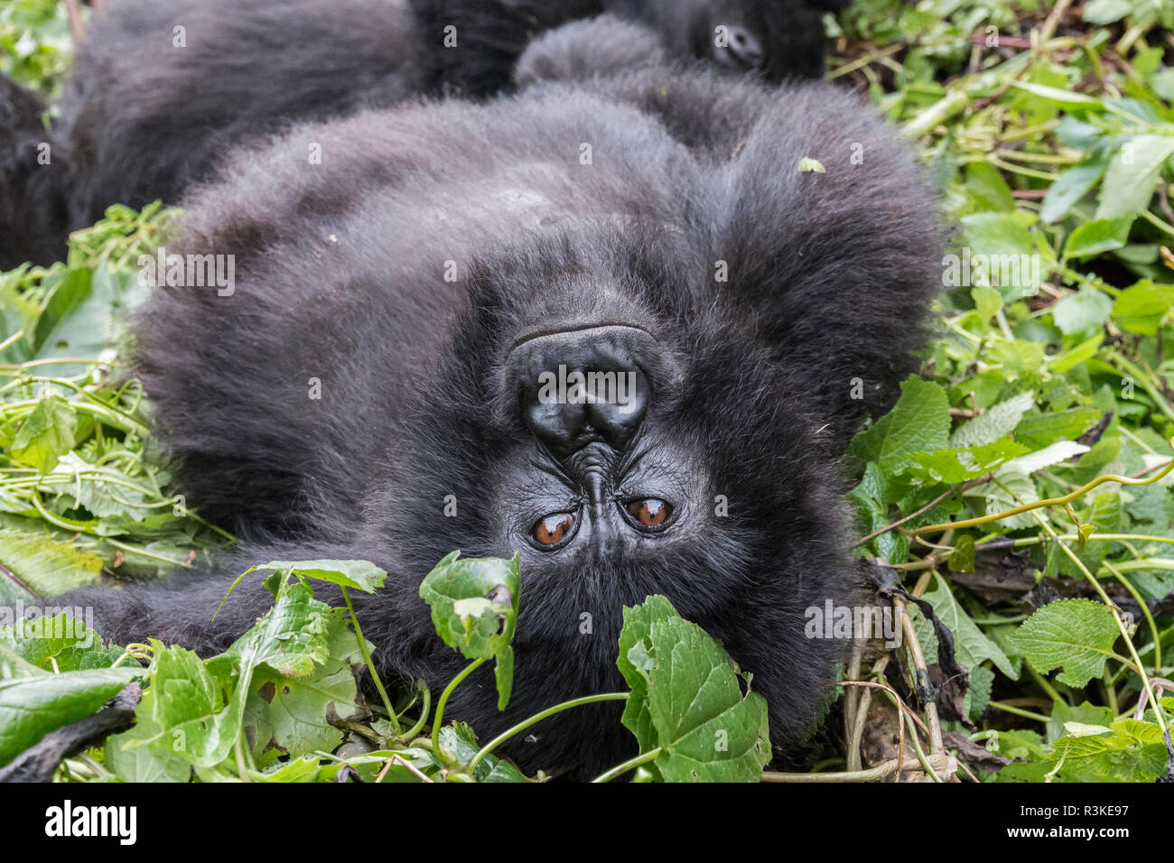 Africa, Rwanda, Musanze District, Volcanoes National Park, Ruhengeri ...