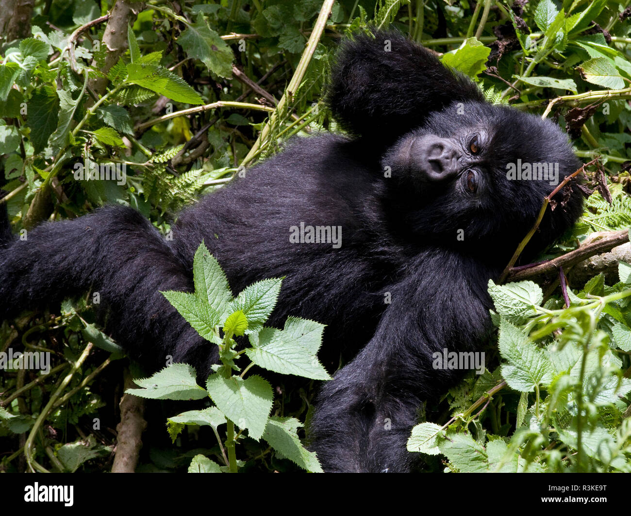 Virunga Mountains, Rwanda, Africa. Mountain Gorilla Stock Photo - Alamy