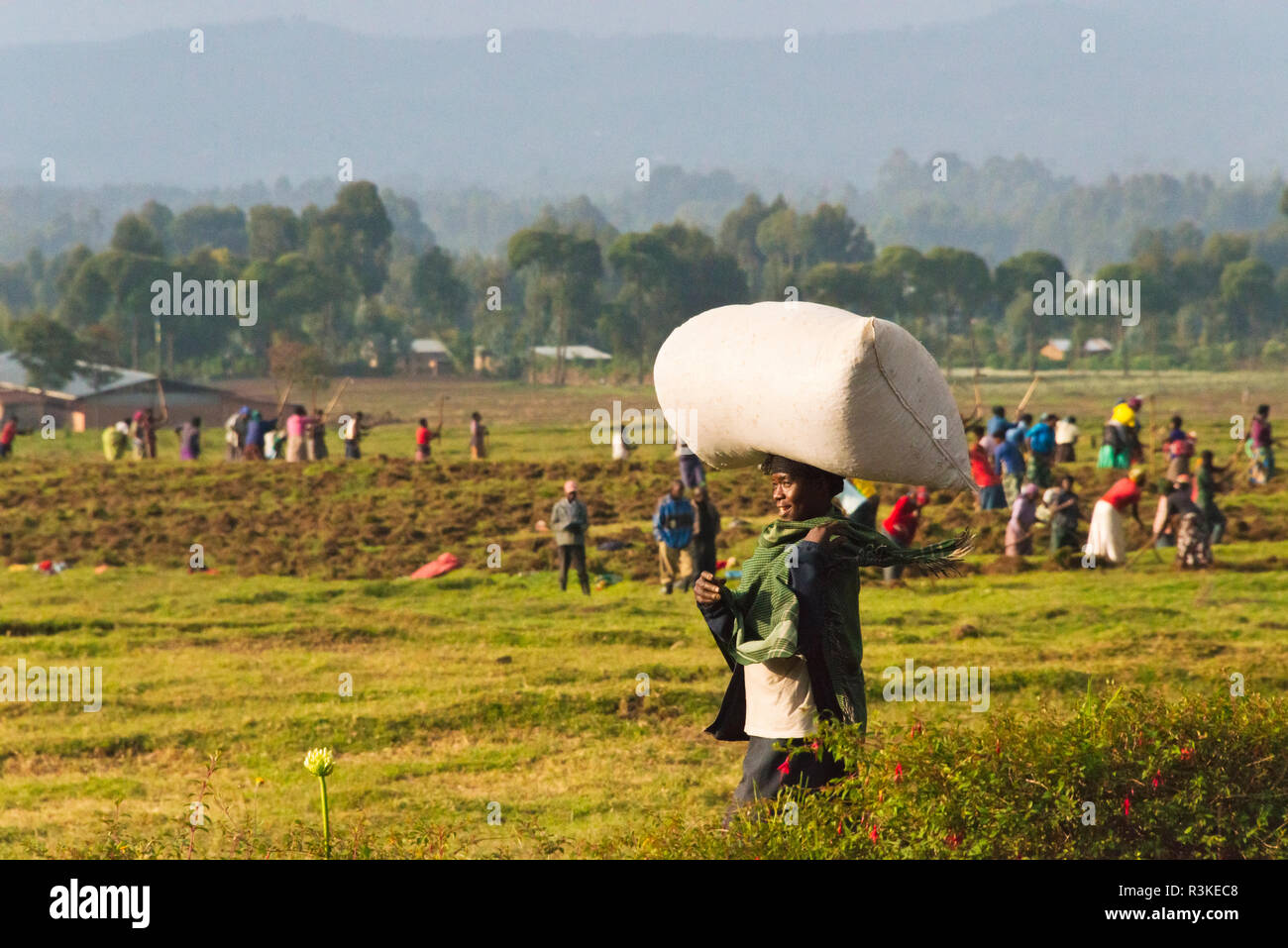 Woman carrying big sack on head walking on farmland, Rwanda Stock Photo ...