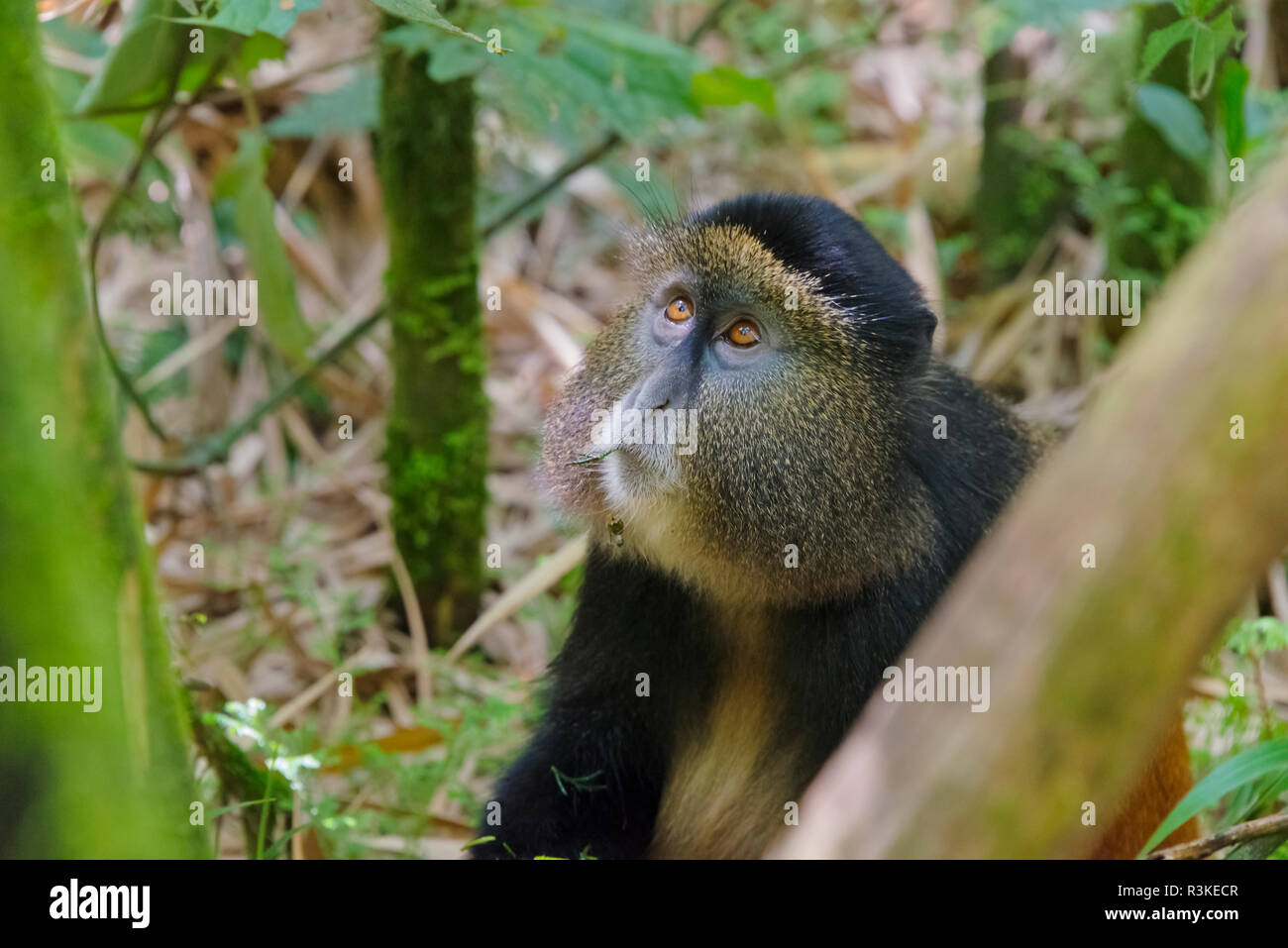 Golden Monkey (Cercopithecus Mitis Kandti) in the bamboo forest, Parc ...