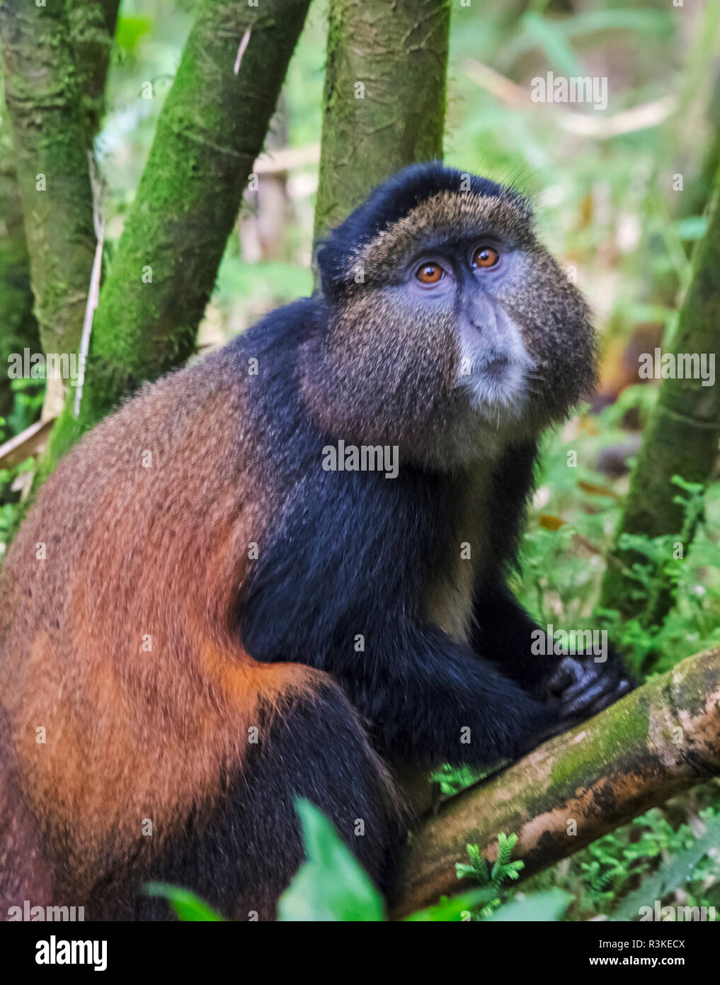 Golden Monkey (Cercopithecus Mitis Kandti) in the bamboo forest, Parc ...