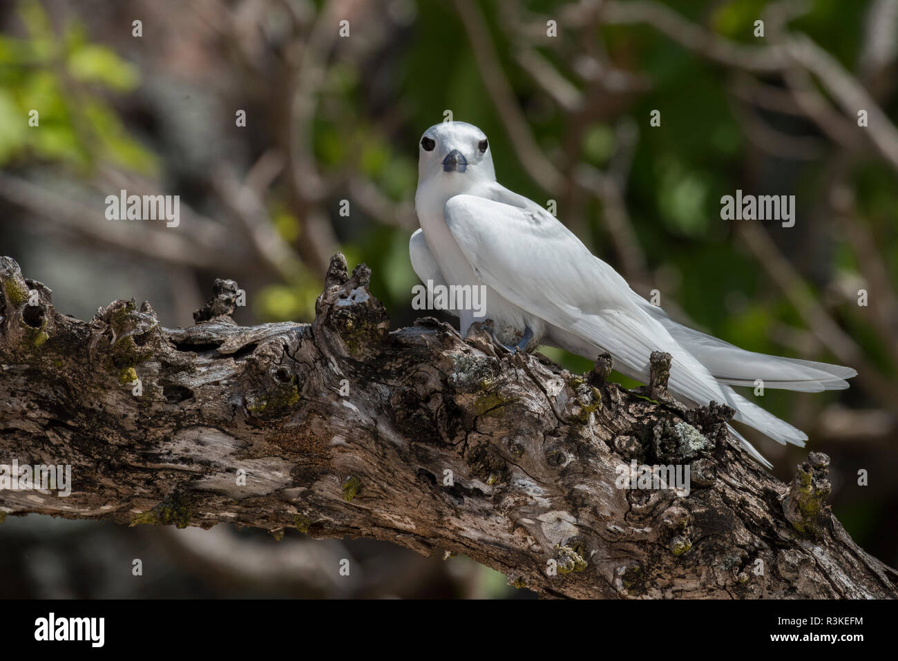 Tern egg branch hi-res stock photography and images - Alamy