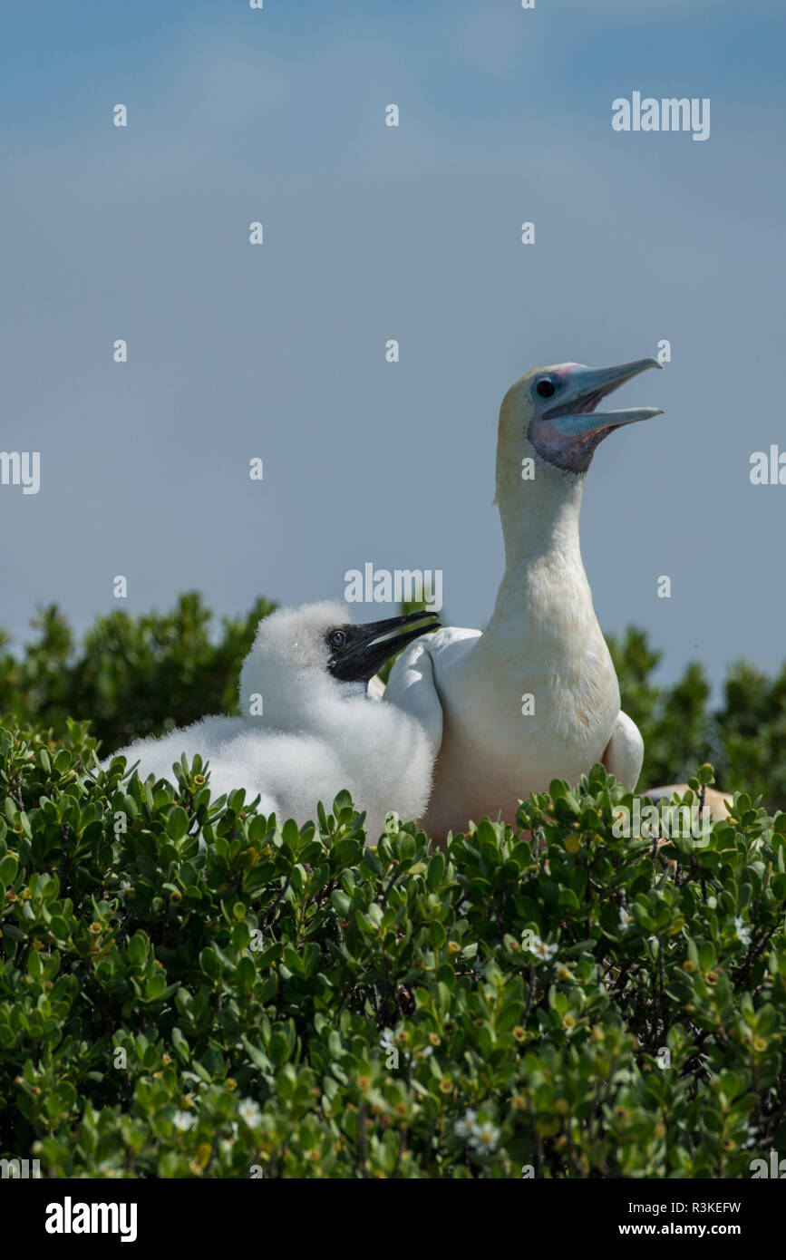 Seychelles, Indian Ocean, Aldabra, Cosmoledo Atoll. Important seabird ...