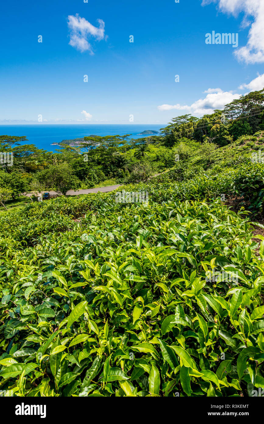 Morne Blanc tea plantation, Mahe, Republic of Seychelles, Indian Ocean ...