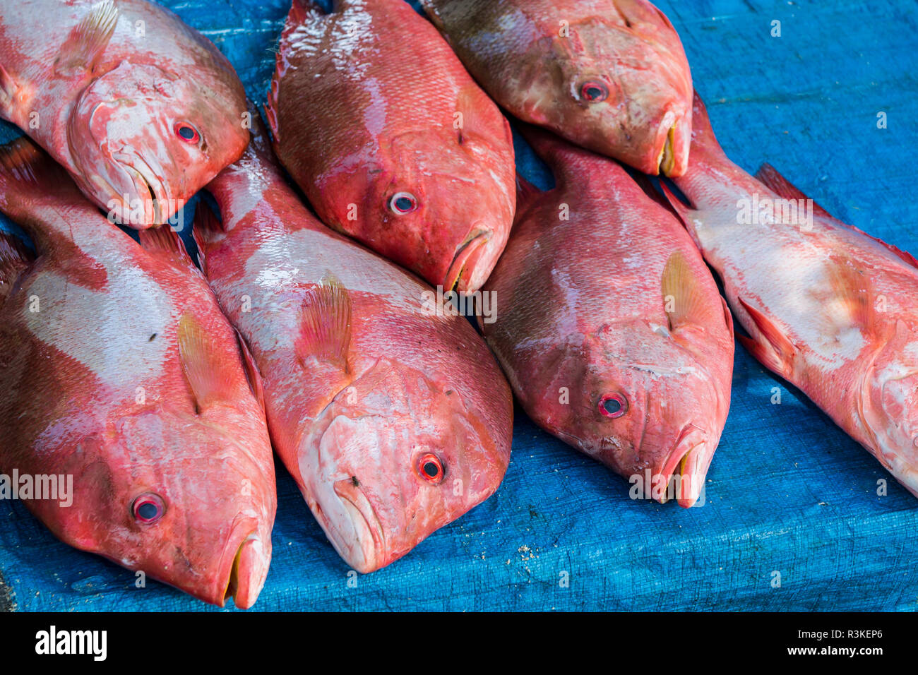 Seychelles tropical fish hi-res stock photography and images - Alamy