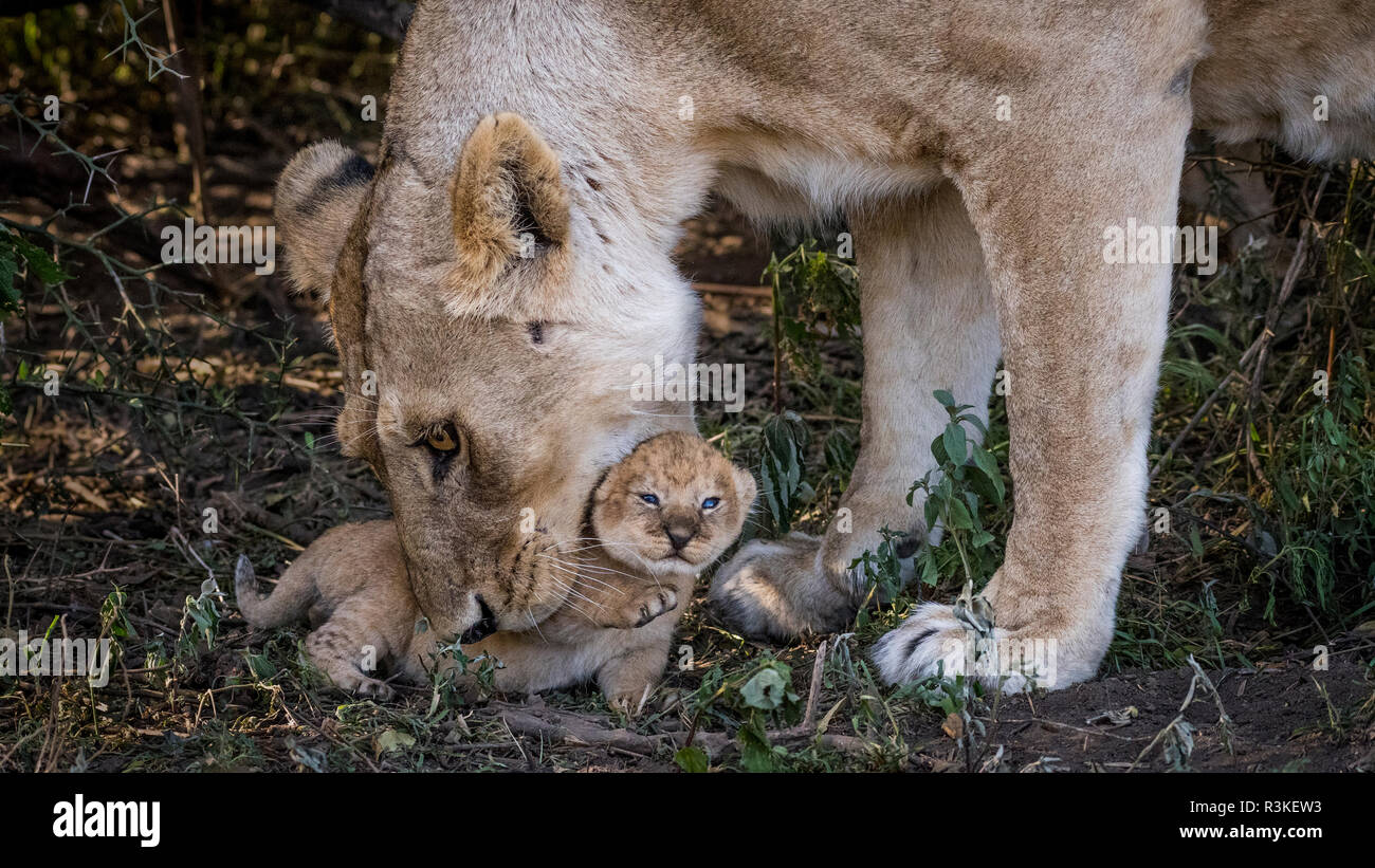 Lion picking up cub hi-res stock photography and images - Alamy