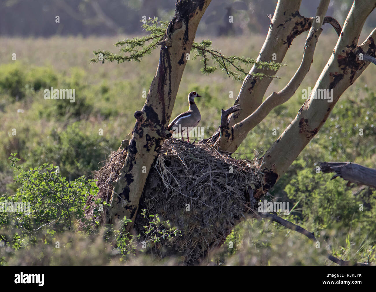 Hamerkop nest hi-res stock photography and images - Alamy