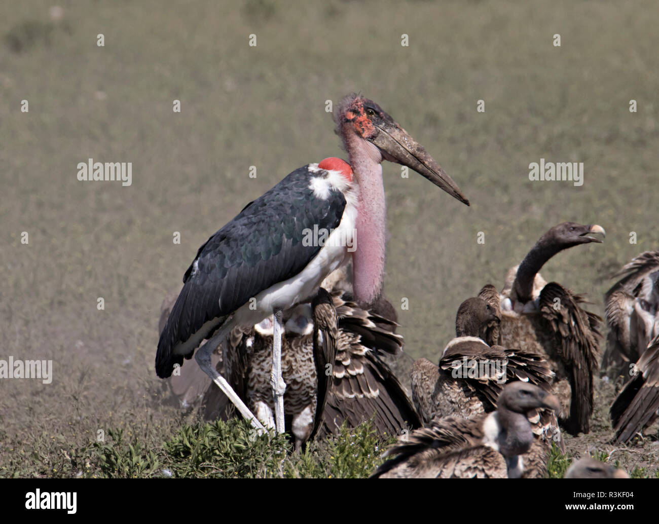 Africa, Tanzania, Ngorongoro Conservation Area. Marabou Stork ...
