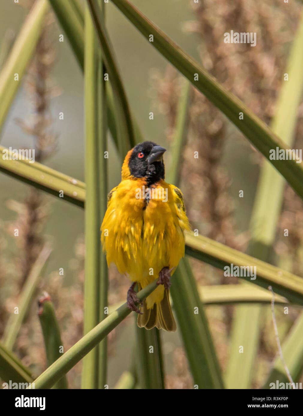 Tanzania weaver hi-res stock photography and images - Alamy