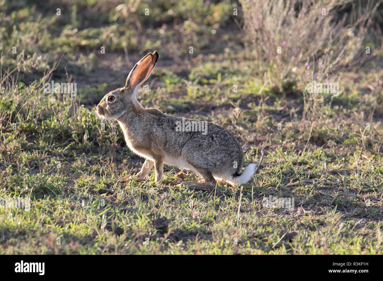 Africa, Tanzania, Serengeti. African savanna hare (Lepus microtis Stock ...