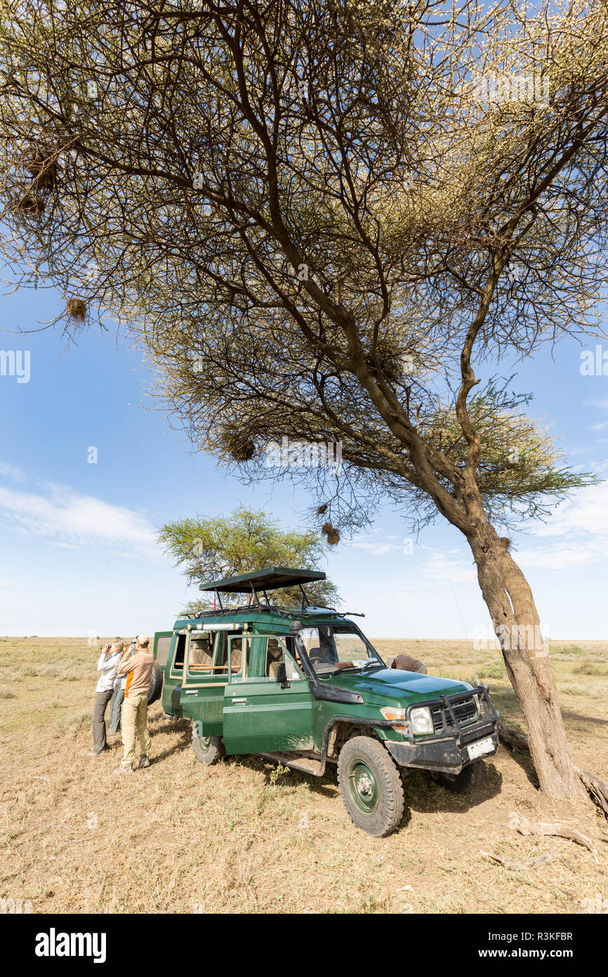 Green off-road vehicle parked under an acacia tree on the open plains ...