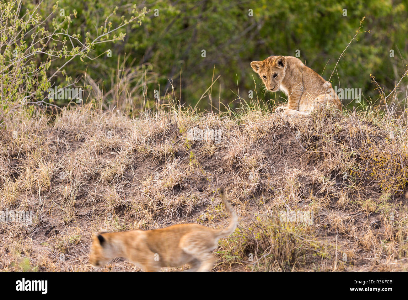 Lion cub stalking hi-res stock photography and images - Alamy