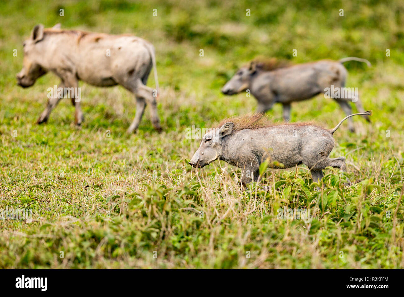 Group of warthogs walking in the open plain of the Ngorongoro Crater ...