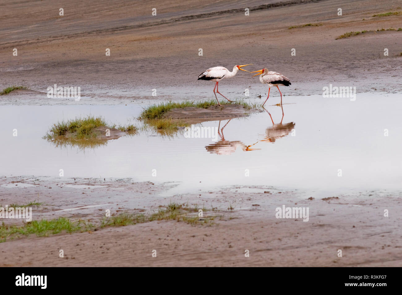 Tanzania, Africa. Yellow-billed Storks interacting Stock Photo - Alamy