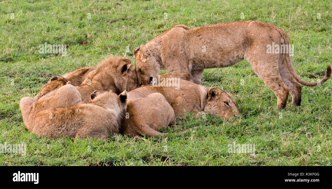 Five lions hi-res stock photography and images - Alamy