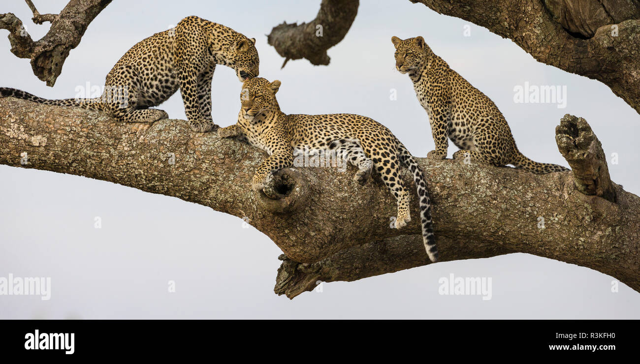 Africa. Tanzania. African leopard (Panthera pardus) mother and cubs in ...