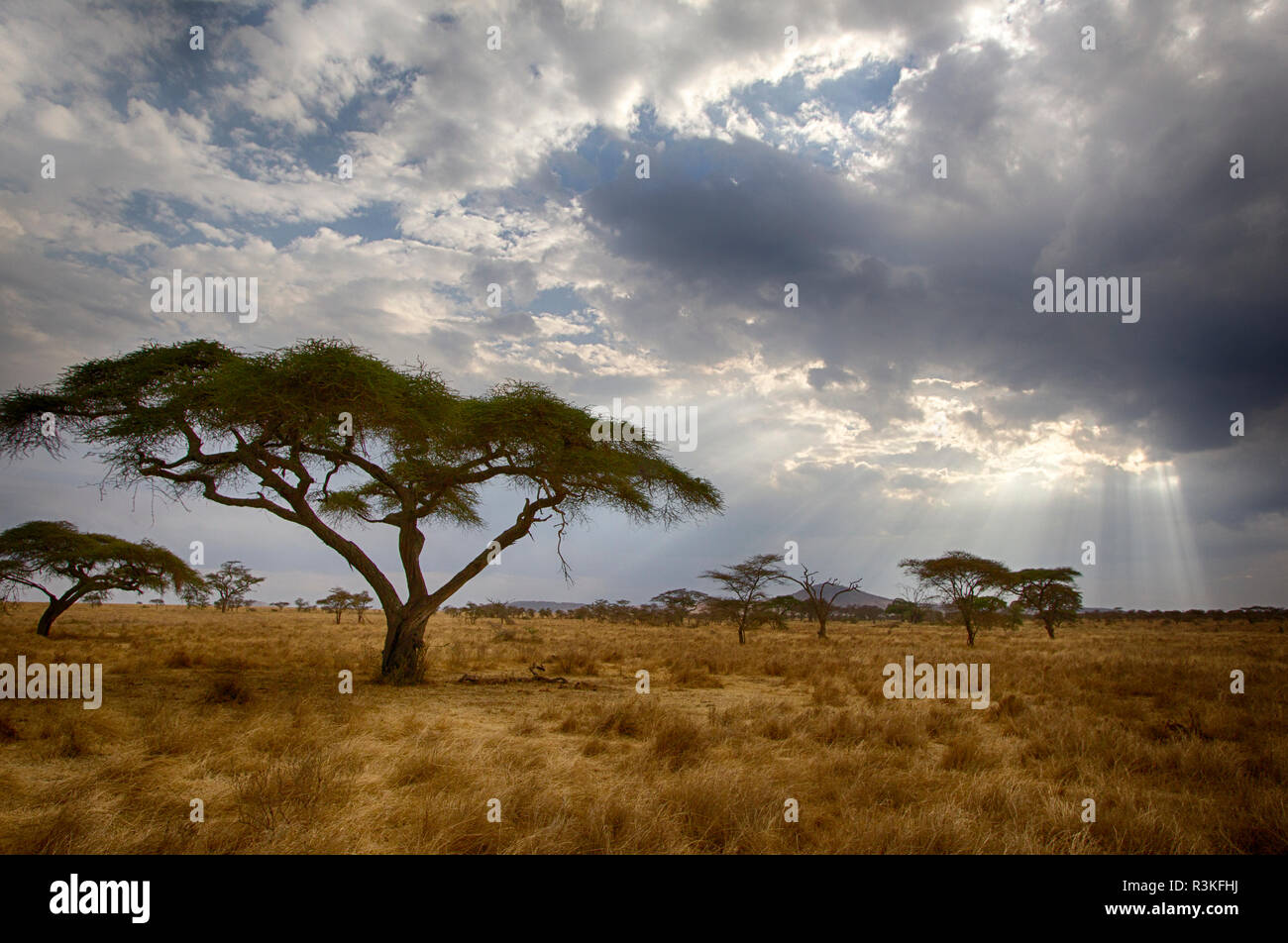 Africa. Tanzania. Views of the savanna, Serengeti National Park Stock ...