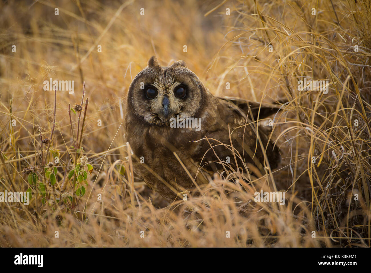 African marsh owl asio capensis hi-res stock photography and images - Alamy