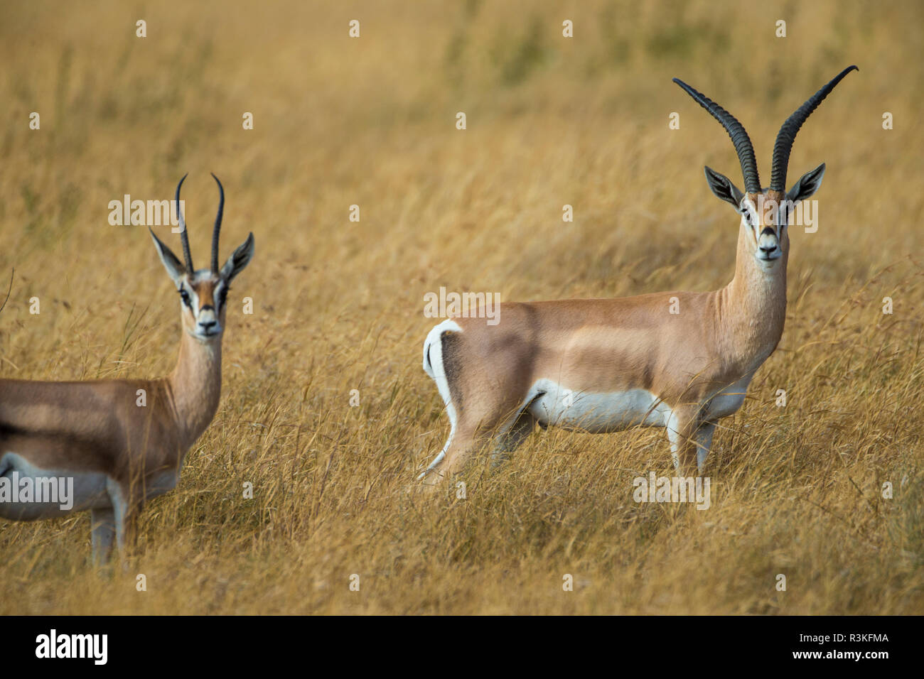 Gazelle serengeti tanzania gazelle granti hi-res stock photography and ...