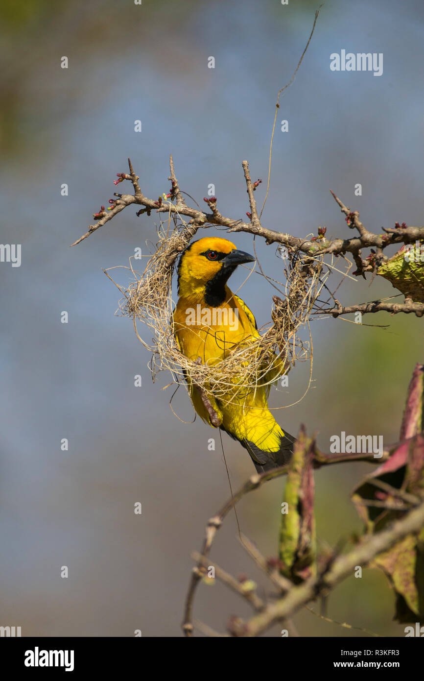 Africa. Tanzania. Male black-necked weaver (Ploceus nigricollis ...