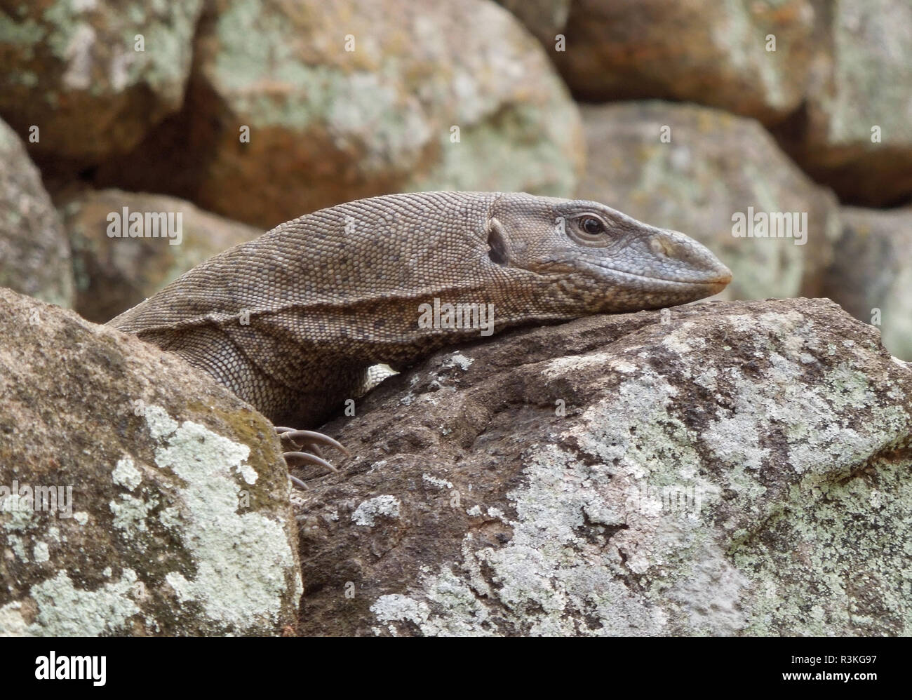 brown lizard portrait Stock Photo - Alamy