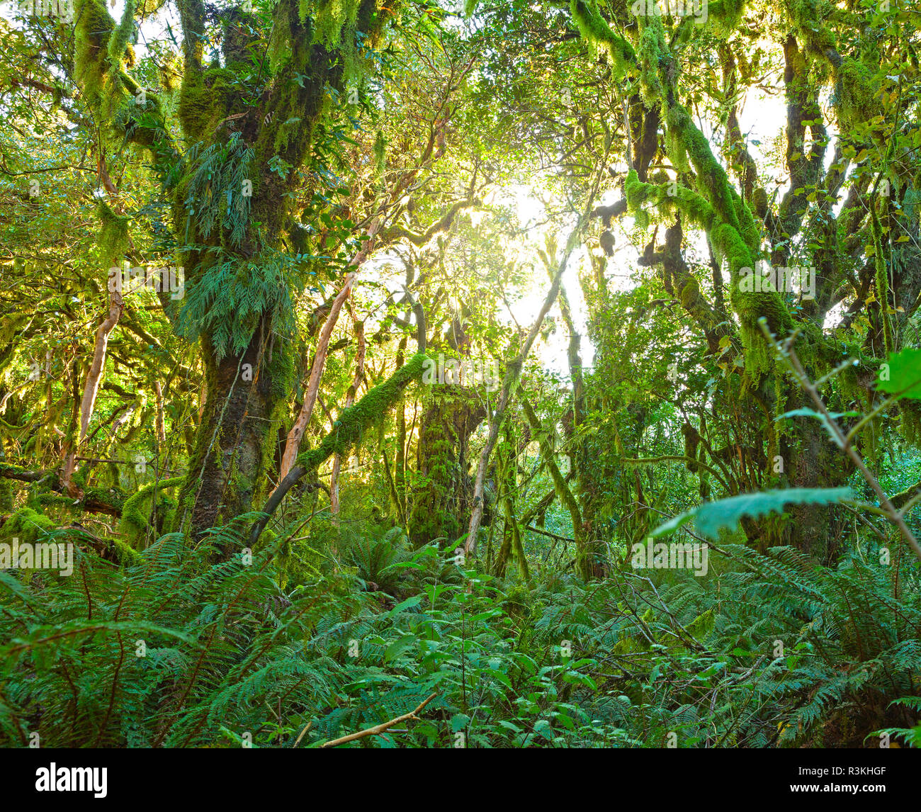 Temperate rain forest with Fern , Fiordland National Park, South Island ...