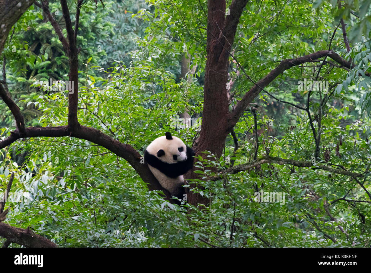 Panda On Tree High Resolution Stock Photography and Images - Alamy