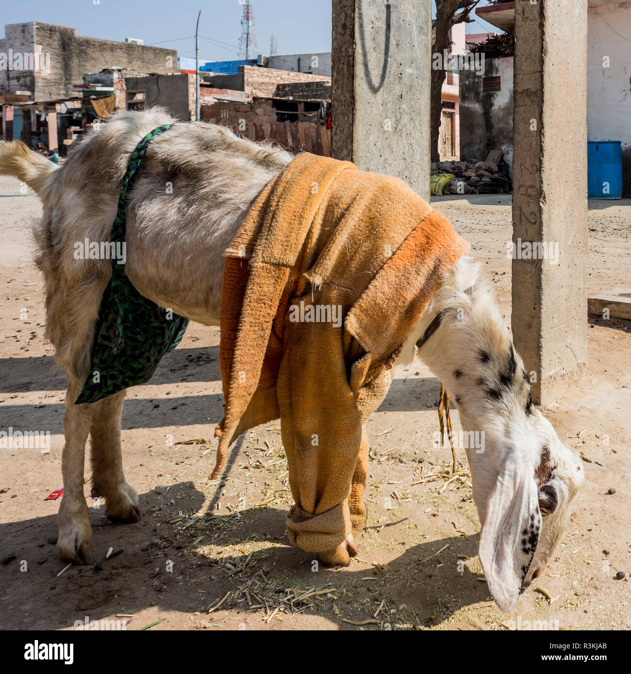 India, Rajasthan, Pipar. No Water No Life expedition, goat wearing ...