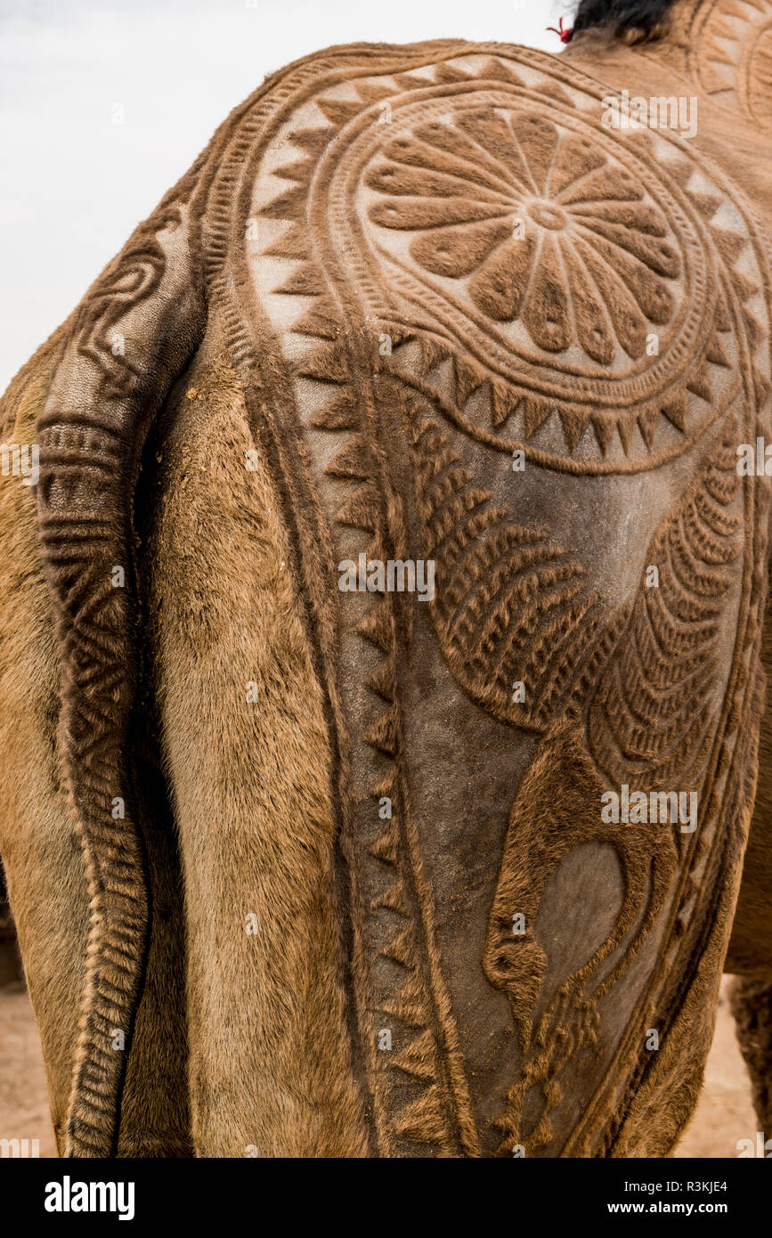 Nagaur hi-res stock photography and images - Alamy