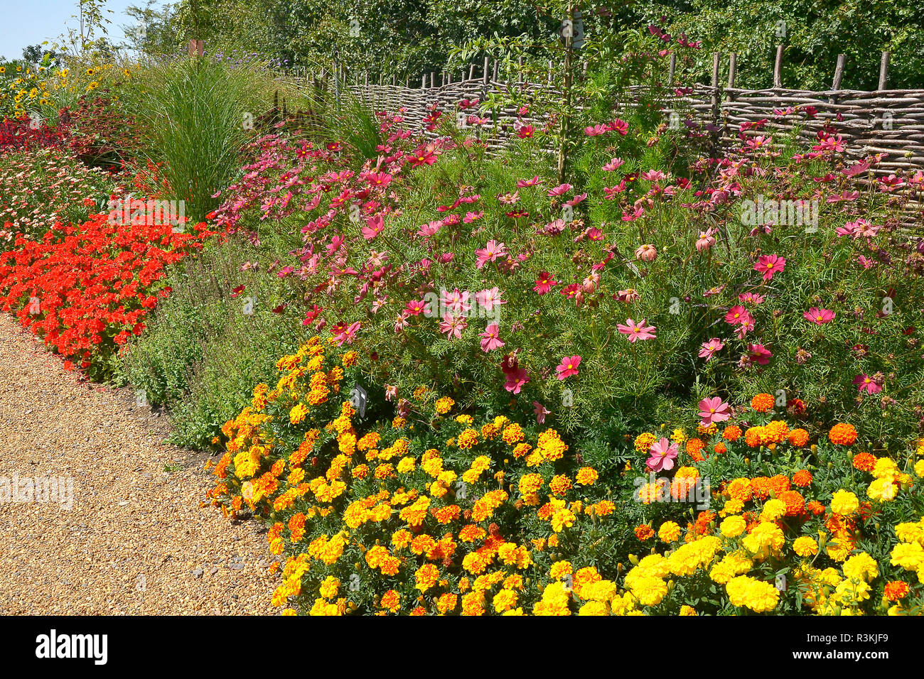Cosmos mixed with hi-res stock photography and images - Alamy