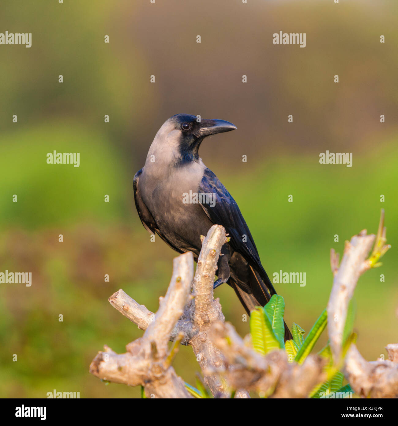 India. House Crow (Corvus Splendens Stock Photo - Alamy