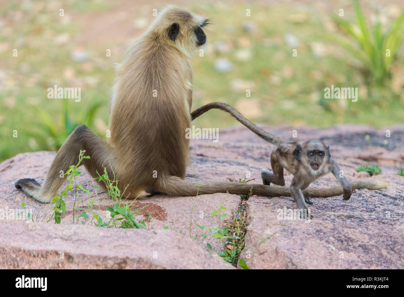 India. Grey langurs, Hanuman langurs, at the temples of Khajuraho ...