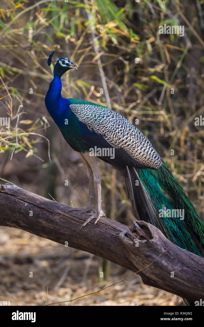 India. Peacock (Pavo cristatus) on display at Bandhavgarh Tiger Reserve ...