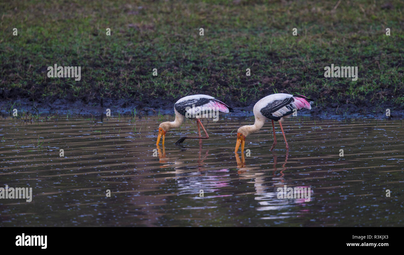 India. Painted Storks (Mycteria leucocephala) feeding at Bandhavgarh ...