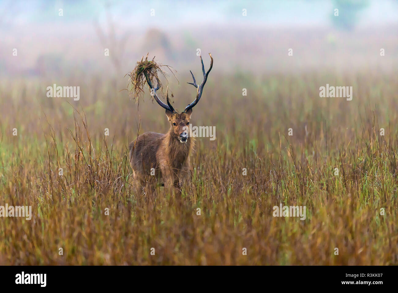 India. Barasingha, Southern swamp deer (Rucervus duvaucelii branderi ...