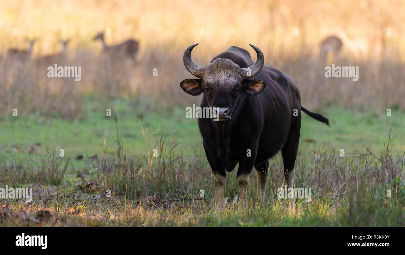 India. Gaur, Indian wild bison (Bos gaurus) at Kanha tiger reserve ...